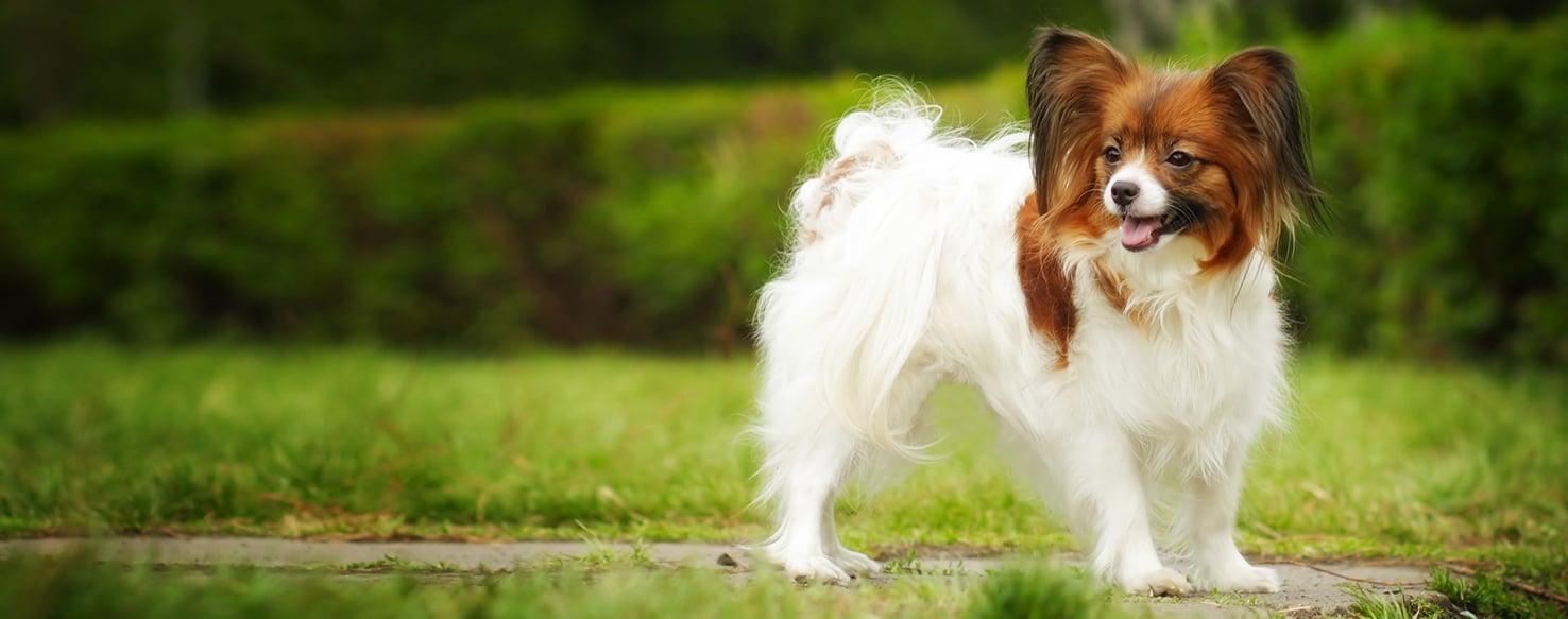 Papillon - Dog Breed Health, History, Appearance, Temperament, and ...