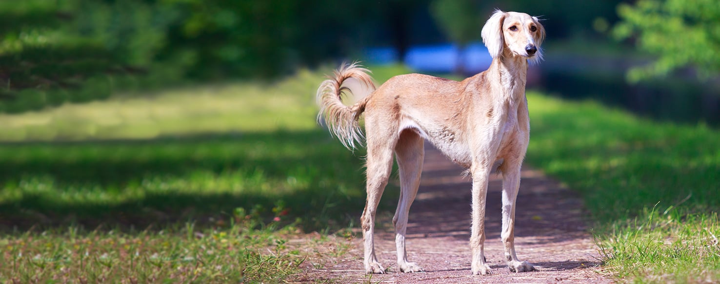 Saluki - Dog Breed Health, History, Appearance, Temperament, and ...