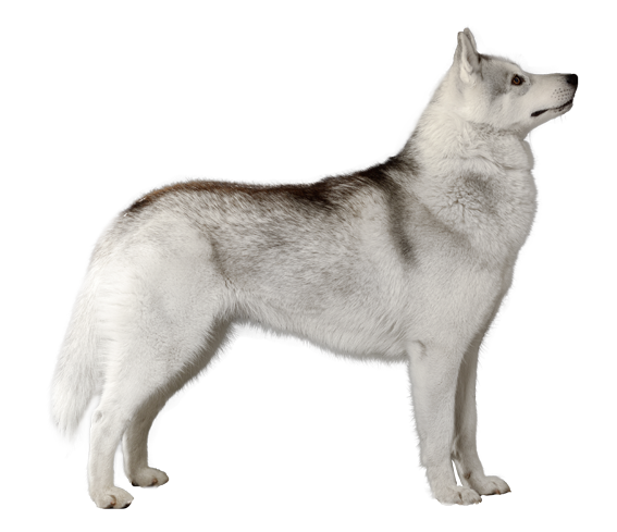 Siberian Husky - Dog Breed Health, History, Appearance, Temperament ...