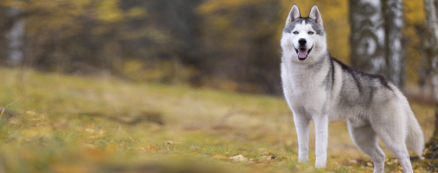 Siberian Husky - Dog Breed Health, History, Appearance, Temperament ...