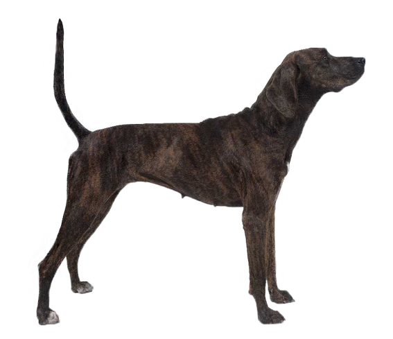 Treeing Tennessee Brindle - Dog Breed Health, History, Appearance ...