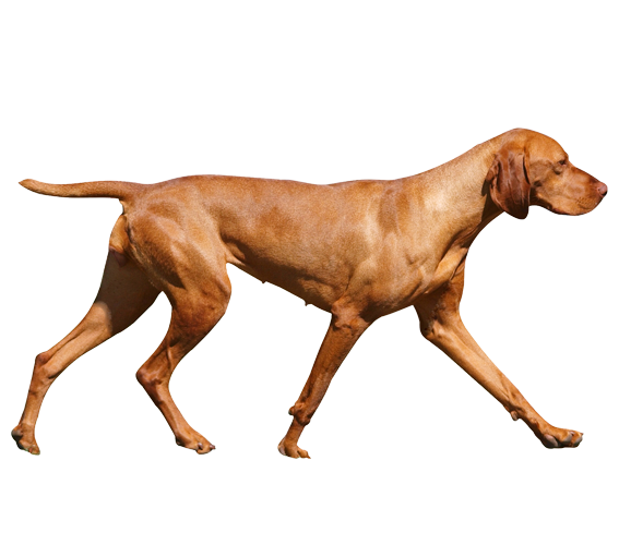 Vizsla - Dog Breed Health, History, Appearance, Temperament, and ...