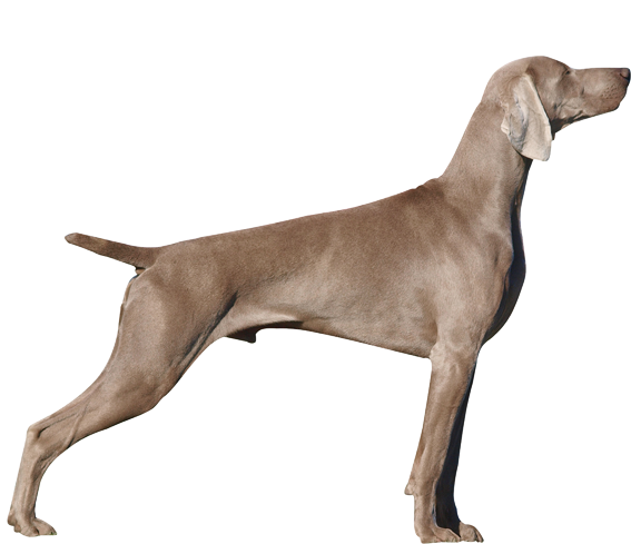 Weimaraner - Dog Breed Health, History, Appearance, Temperament, and ...