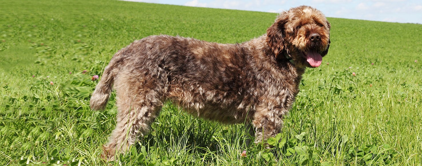Wirehaired Pointing Griffon - Dog Breed Health, History, Appearance ...