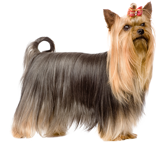 Yorkshire Terrier - Dog Breed Health, History, Appearance, Temperament ...