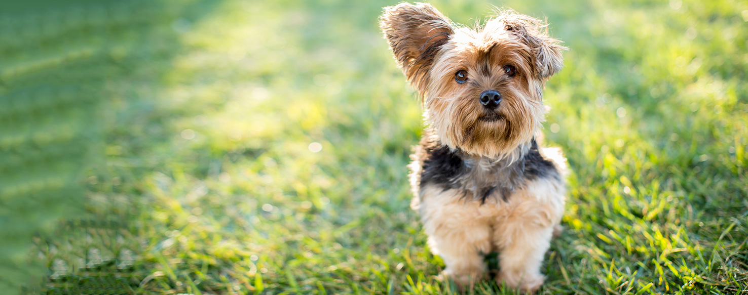 Yorkshire Terrier - Dog Breed Health, History, Appearance, Temperament ...