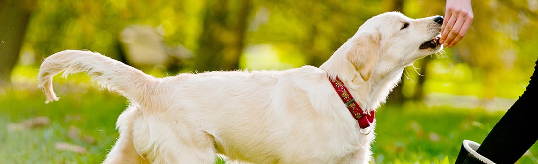 Dog Training - Tips to Becoming a World Class Dog Handler