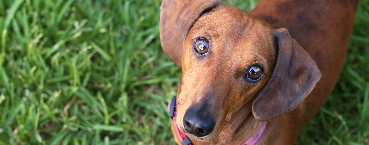 What Does Organic Really Mean for Your Dog?