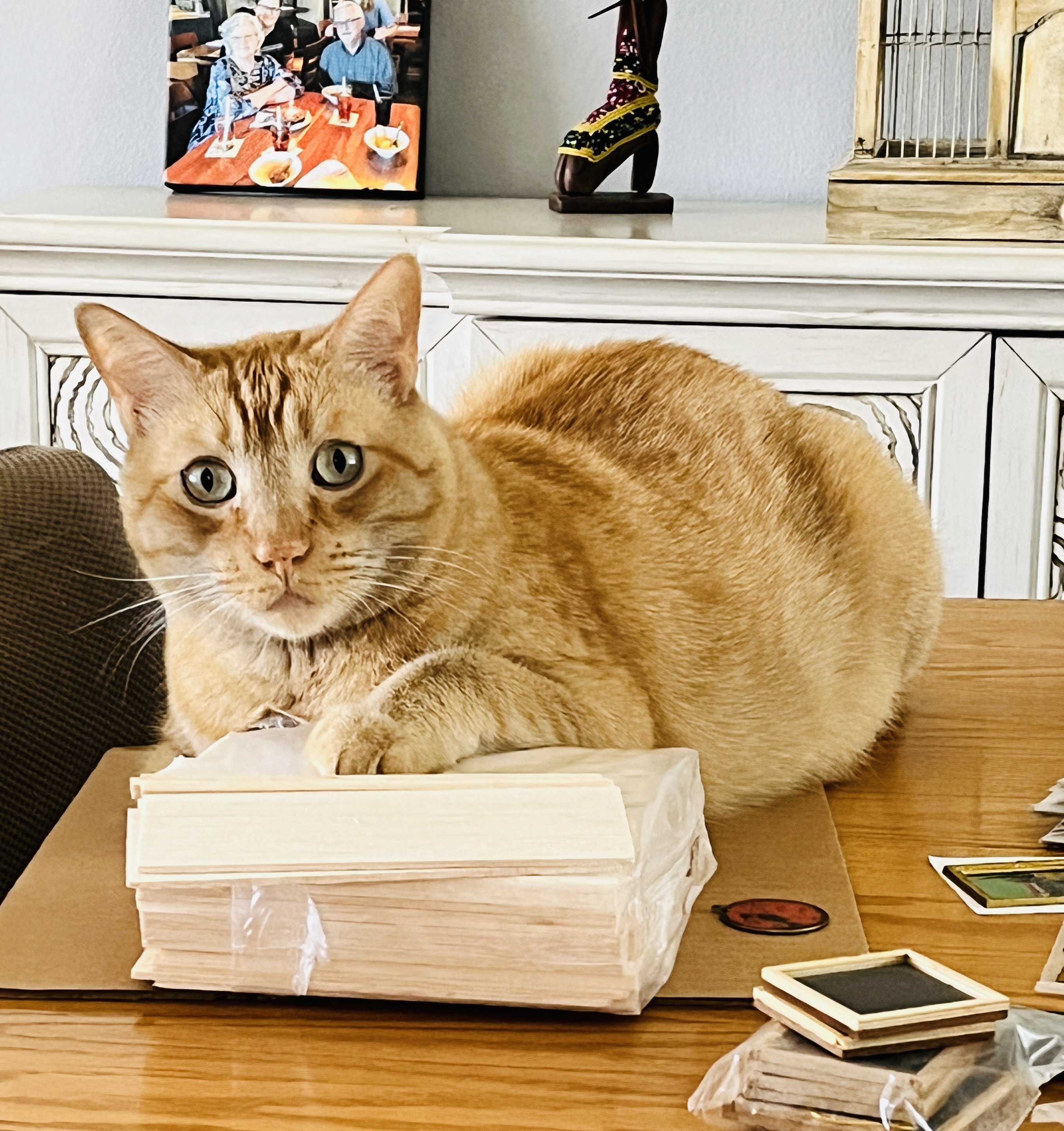 10 Fun Facts About Ginger Cats