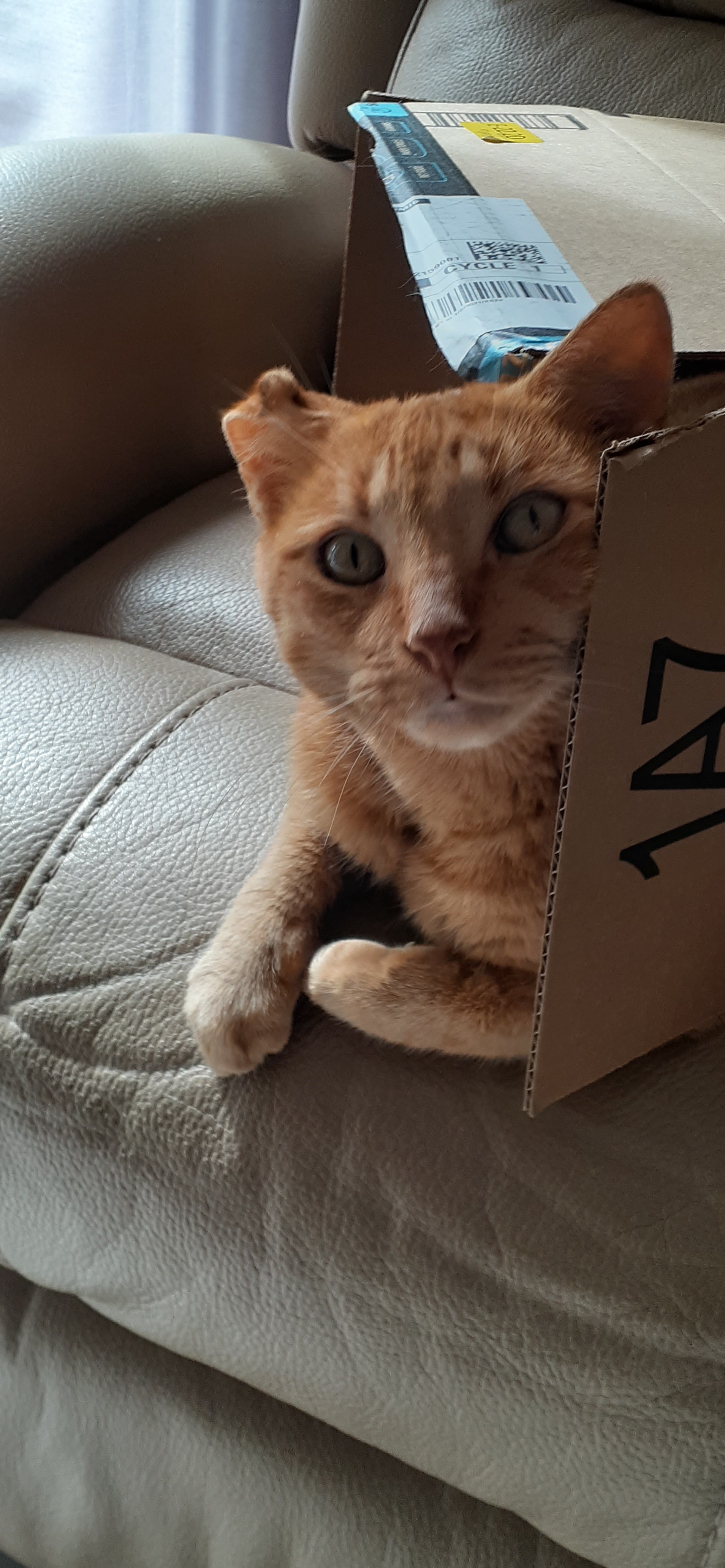 10 Fun Facts About Ginger Cats