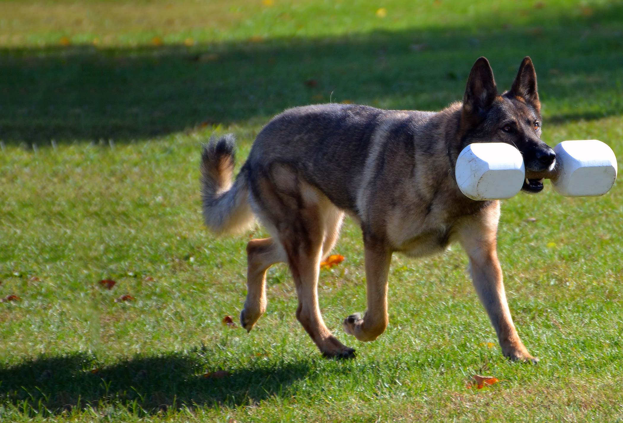 How to Train Your Dog to Fetch a Dumbell - Wag!
