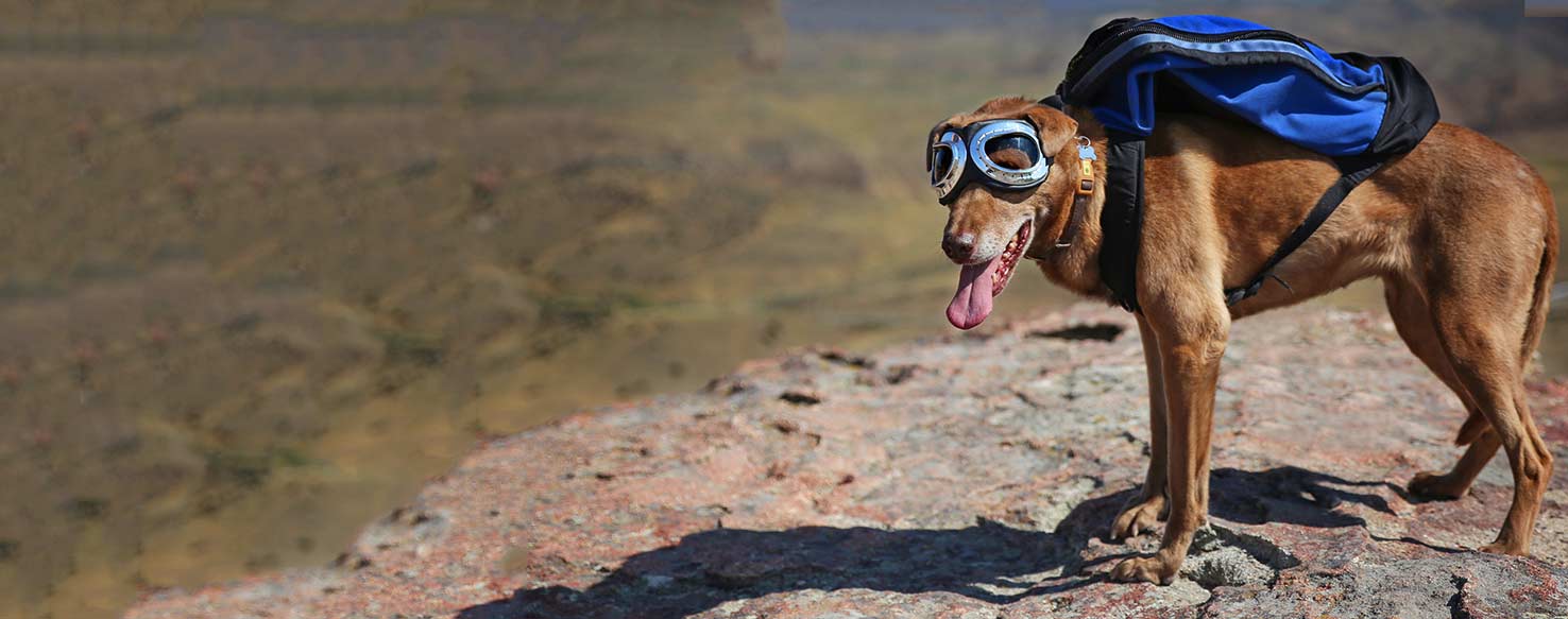 Top Activities For Mali-Dutchies - Wag!